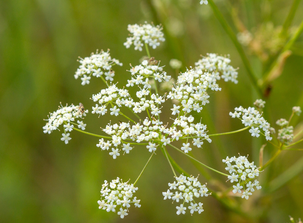 Pimpinella (Apiaceae (Parsley) of the Pacific Northwest) · iNaturalist