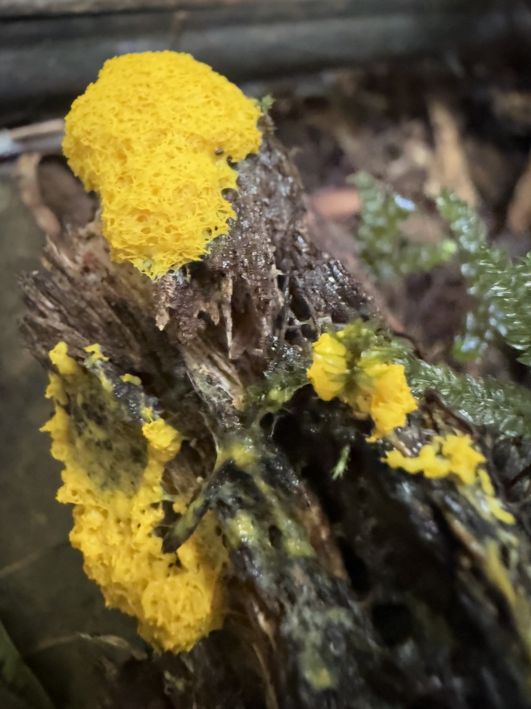 Fuligo from Tarago River Forest Reserve, Gentle Annie, VIC, AU on ...