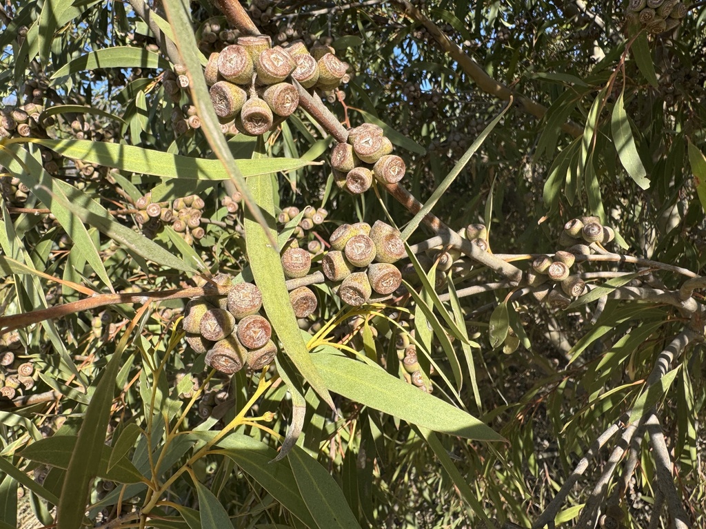 coastal white mallee gum from Ratalang Basham Beach Conservation ...