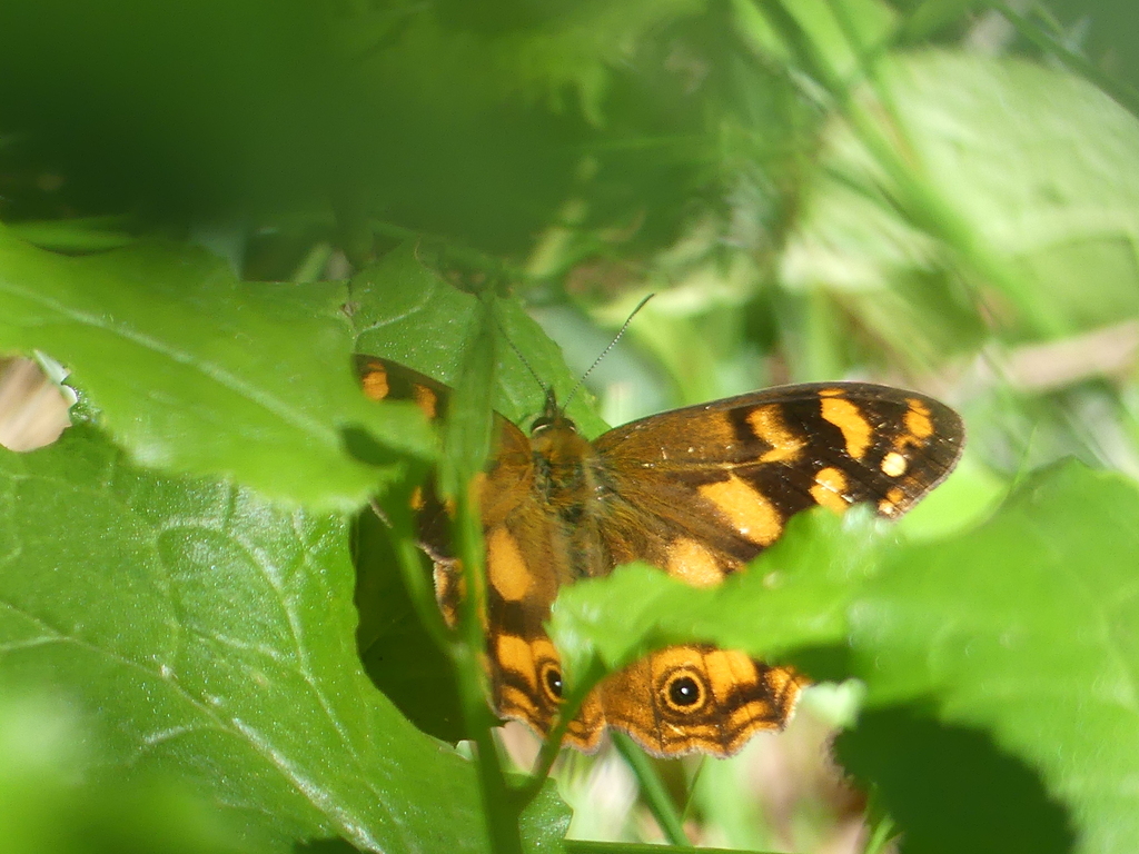 Heteronympha from Benwerrin VIC 3235, Australia on February 23, 2025 at ...