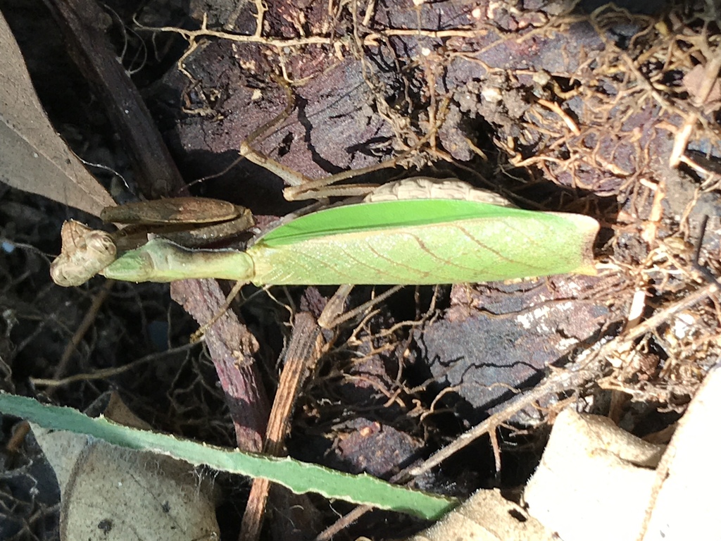 Japanese Boxer Mantis from 406, 北屯區, , TW on August 4, 2019 at 01:52 PM ...