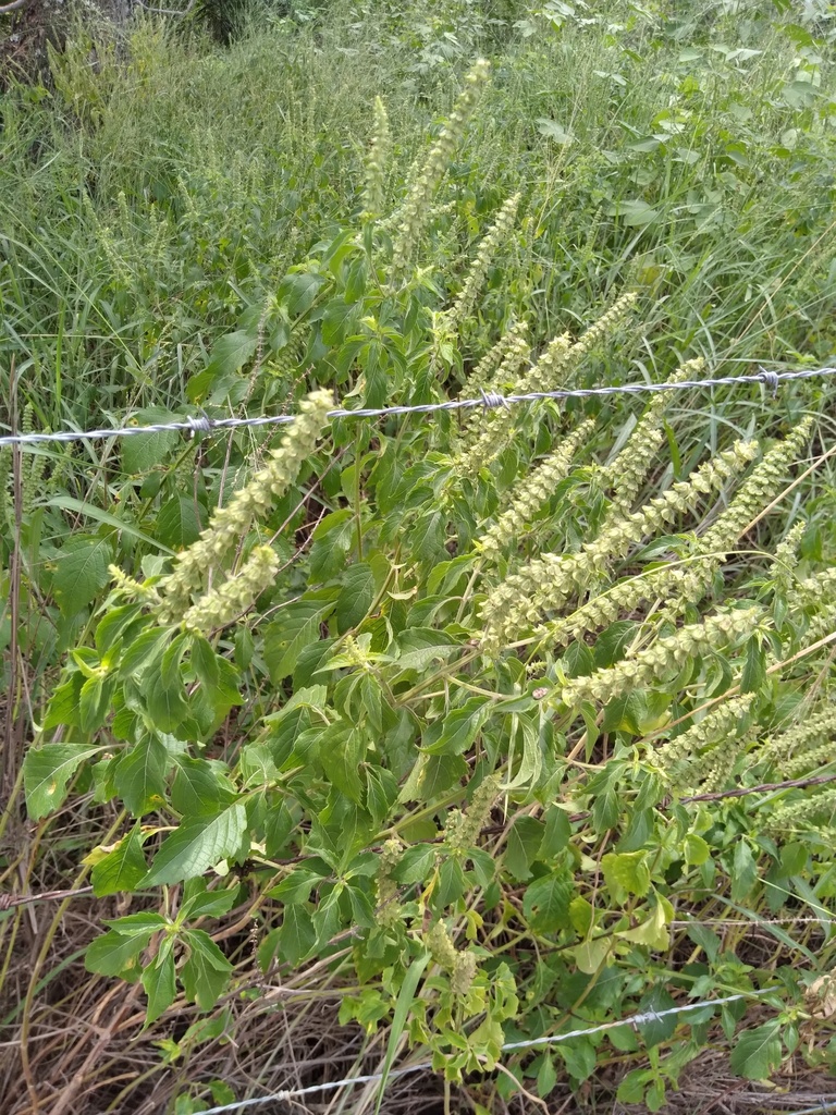 African Basil from Sekhukhune District Municipality, South Africa on ...