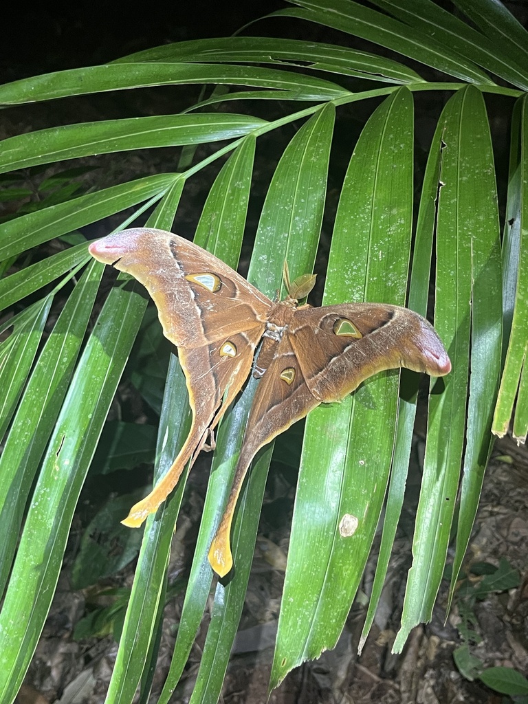 Hercules Moth from Smithfield Conservation Park, Smithfield, QLD, AU on ...