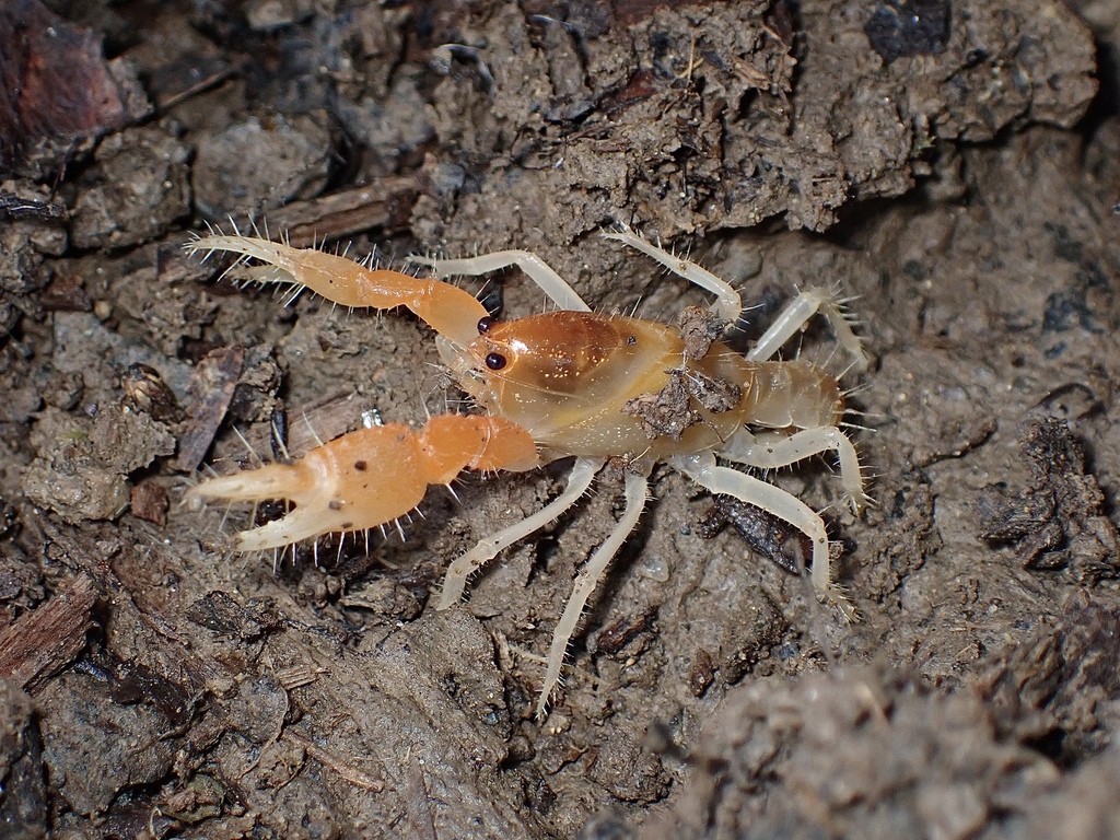 Engaeus hemicirratulus from Balook VIC 3971, Australia on February 22 ...