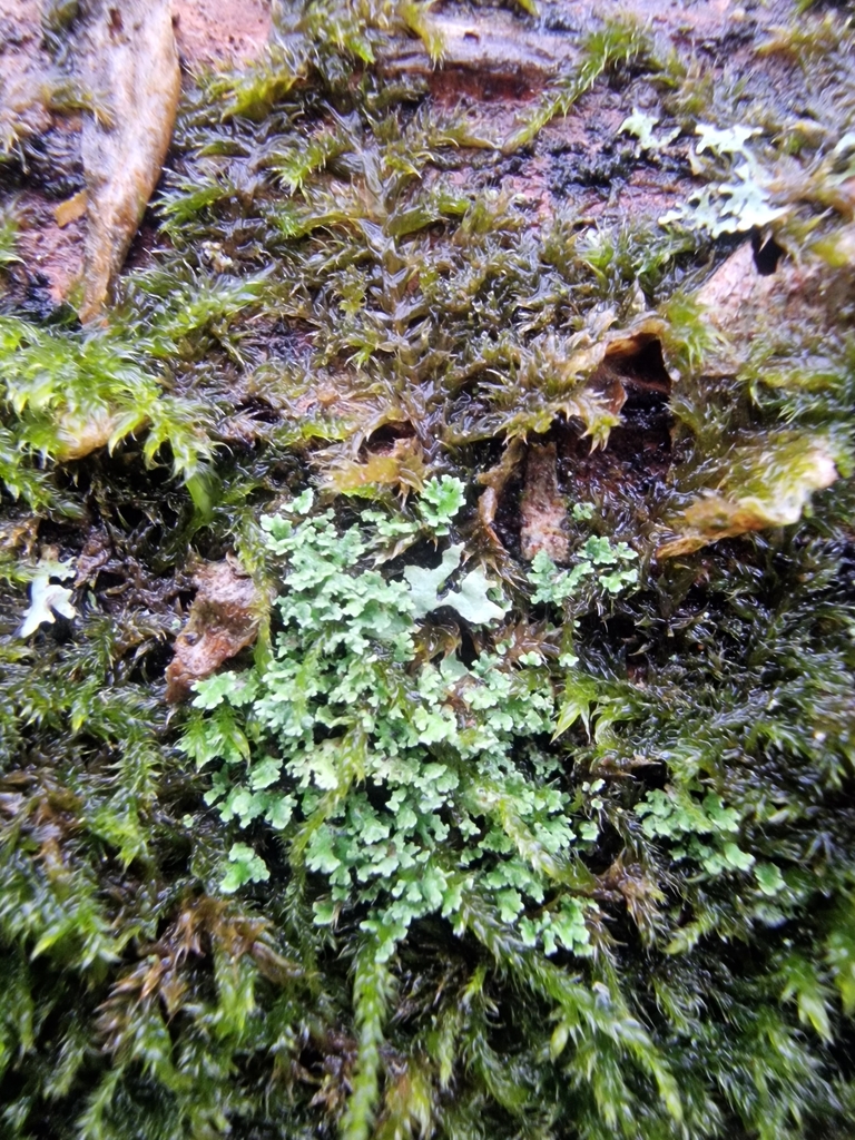 Stubby-stalked Cladonia from Cow Wood SSSI (NT Nymans Woodlands ...