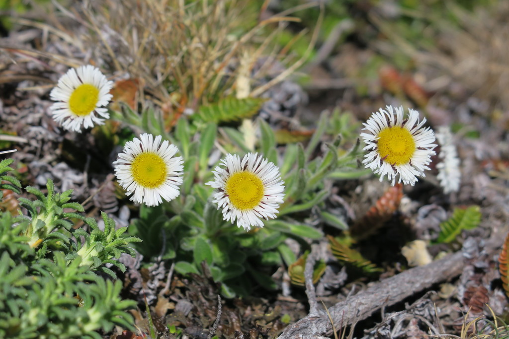 Hairy daisy (Falkland Islands - Plants, Algae and Lichens) · iNaturalist