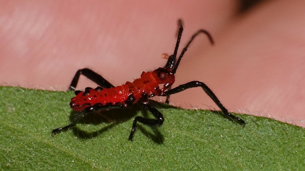 Leaf-footed Bugs from Nagla on February 23, 2025 at 09:05 AM by Dinesh ...