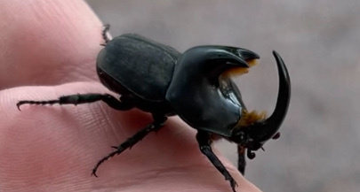 Diloboderus abderus from Camino de la Ribera, San Isidro, Province de ...