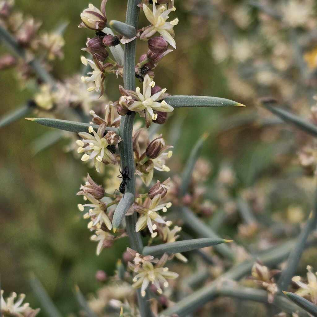 Asparagoideae - plant details - WorldFloraDB