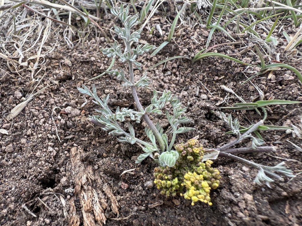 Austin's desert parsley from Ward 2, Reno, NV, US on February 23, 2025 ...