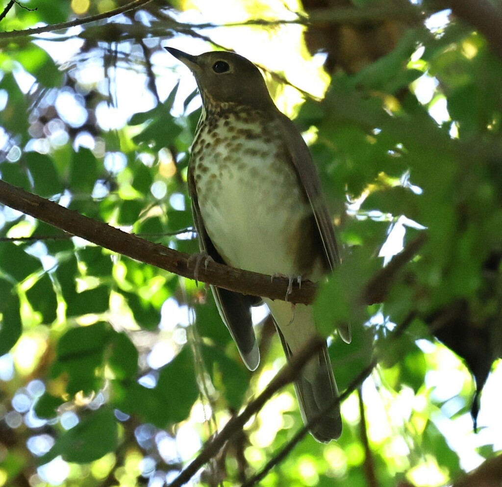 Swainson's Thrush from Pluma Hidalgo, Oax., Mexico on January 26, 2025 ...