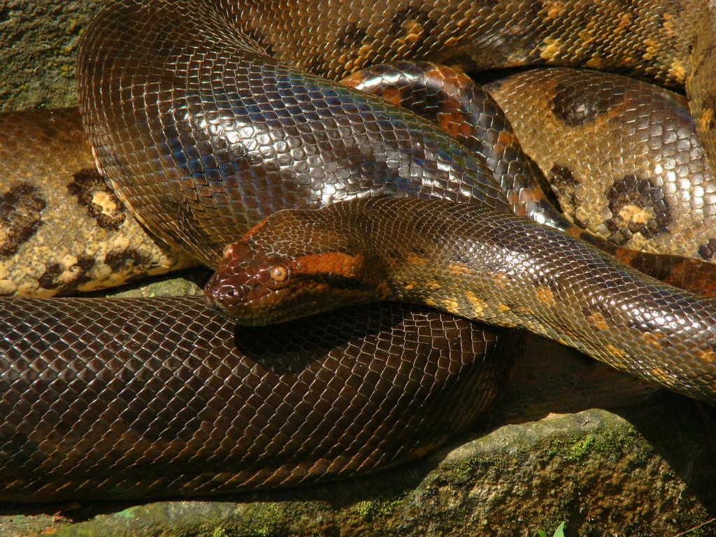 Amazon Rainforest Anaconda