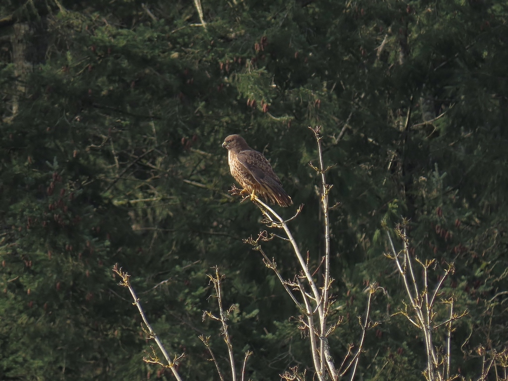 Western Red-tailed Hawk from Nanaimo, BC, Canada on February 23, 2025 ...