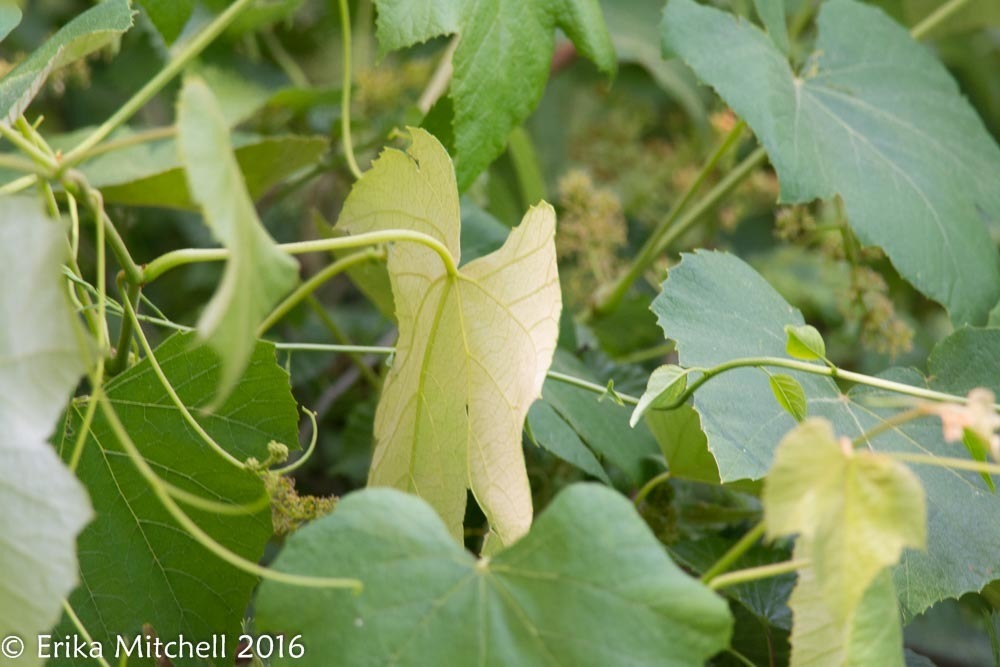 fox grape (Vitis labrusca) - Botanical Realm