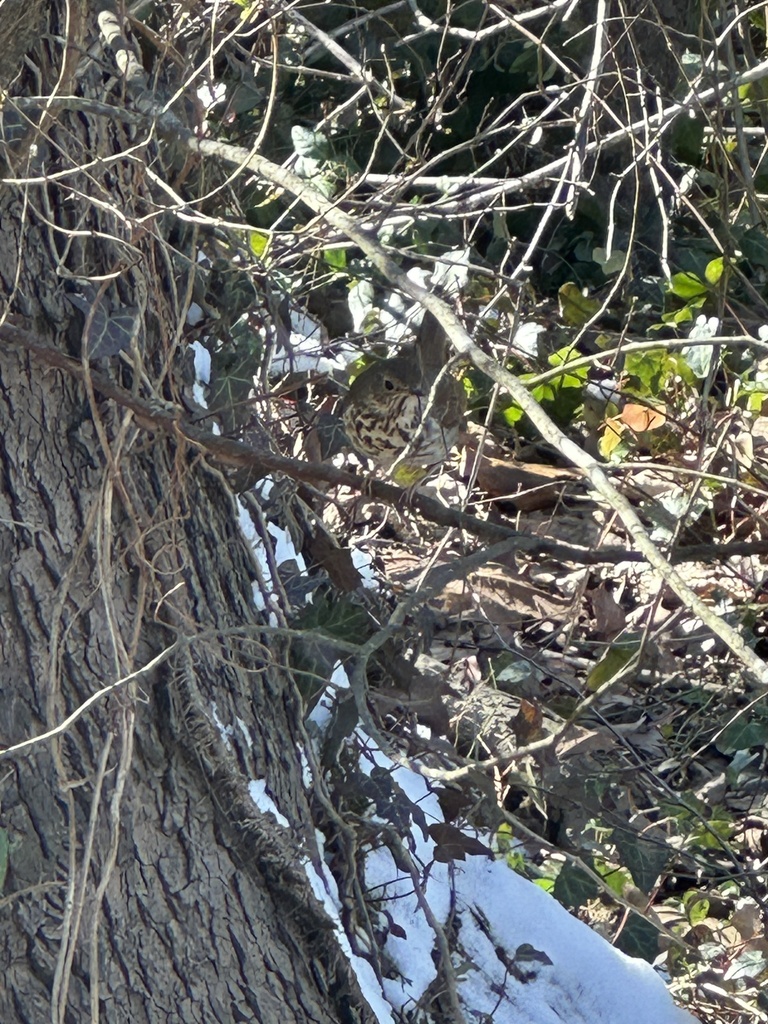 Hermit Thrush from James River, Richmond, VA, US on February 22, 2025 ...