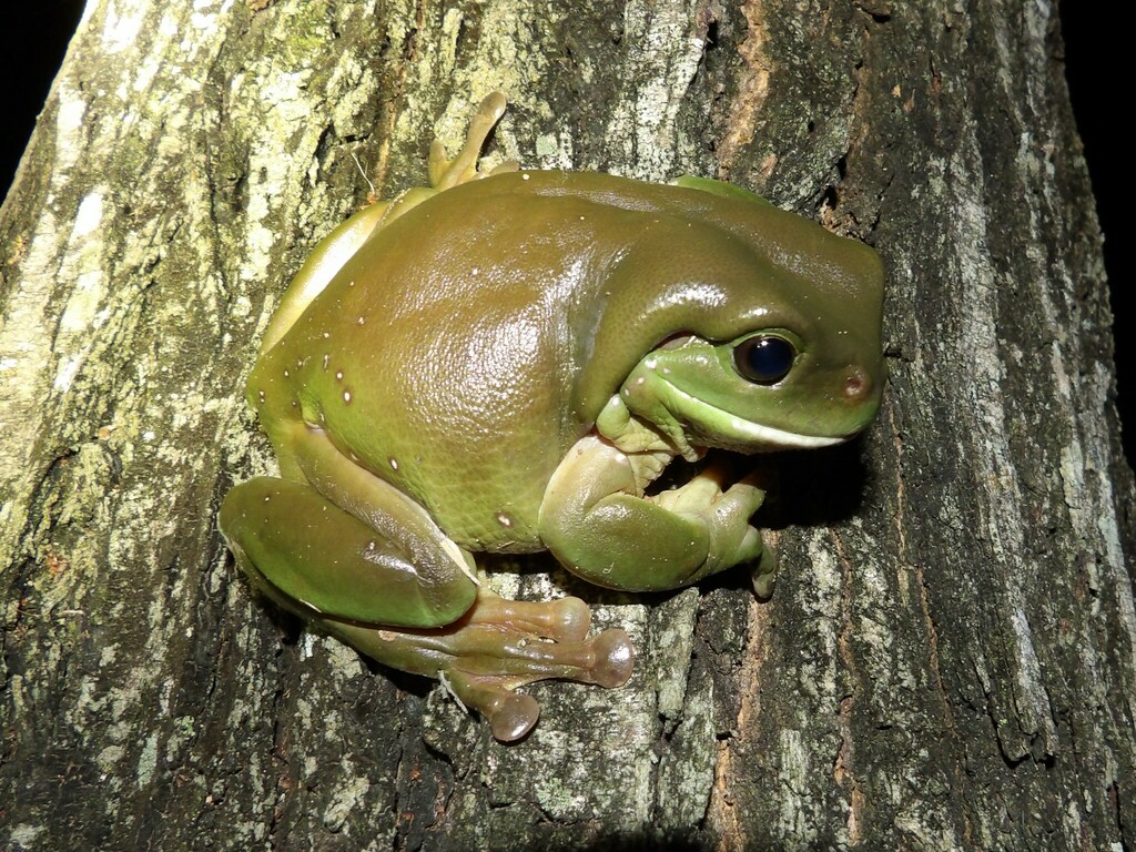 Australian Green Tree Frog from Glenwood QLD 4570, Australia on ...