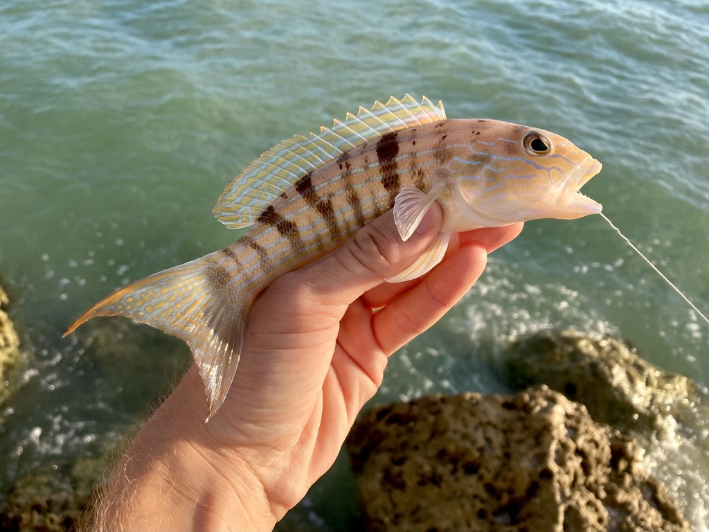 Sand Perch from Big Marco Island, Marco Island, FL, US on February 23 ...