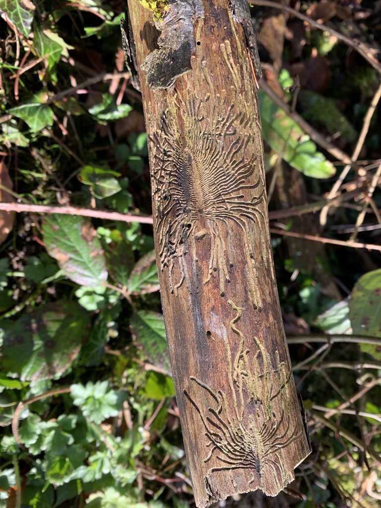Scolytus from Clwydian Range and Dee Valley National Landscapes, Mold ...