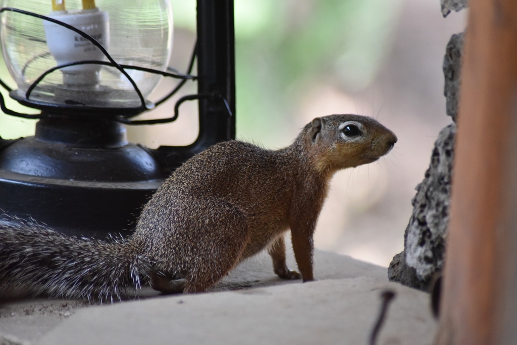 Unstriped Ground Squirrel from Kitani Wildlife Area Tsavo National Park ...