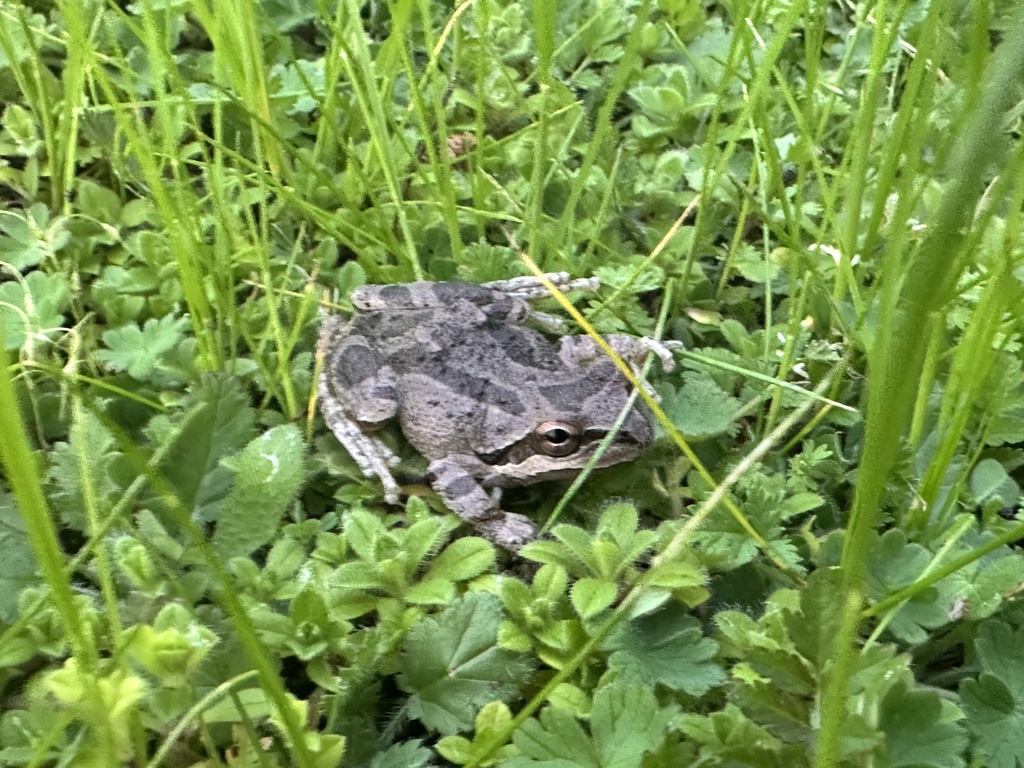 Pacific chorus frog from Taylor Mountain Regional Park and Open Space ...