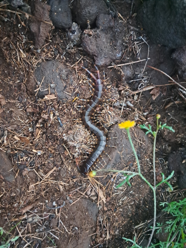 Galápagos centipede from Santa Cruz, Parque Nacional Galápagos, EC-GA ...
