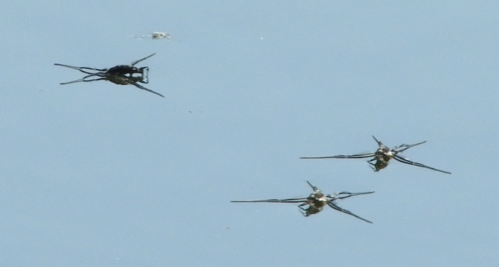 Rheumatobates from Fair Havens on August 01, 2019 by ssaint · iNaturalist