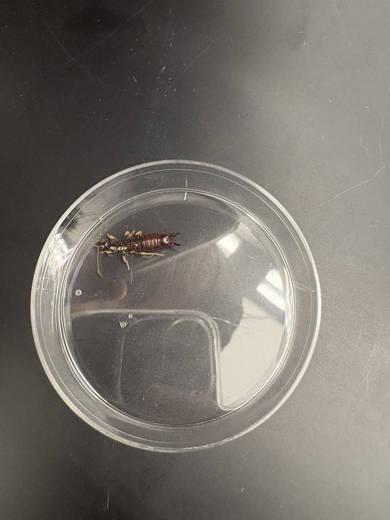 Ring-legged Earwig from San Antonio, TX, USA on February 18, 2025 at 05 ...