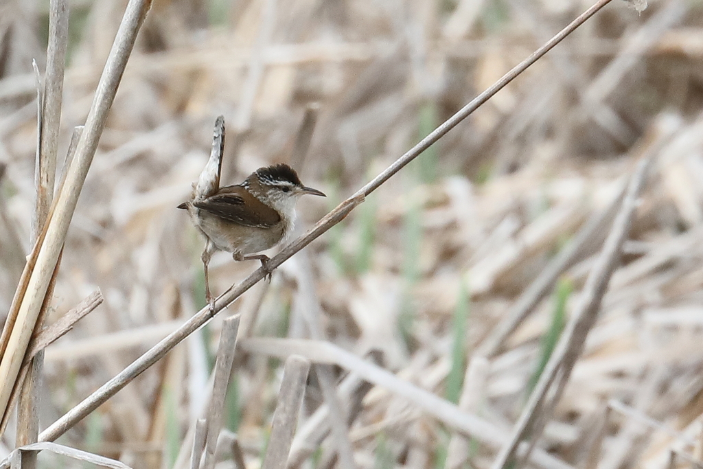 Marsh Wren from Pondicherry Wildlife Refuge, 289 Airport Rd, Whitefield ...