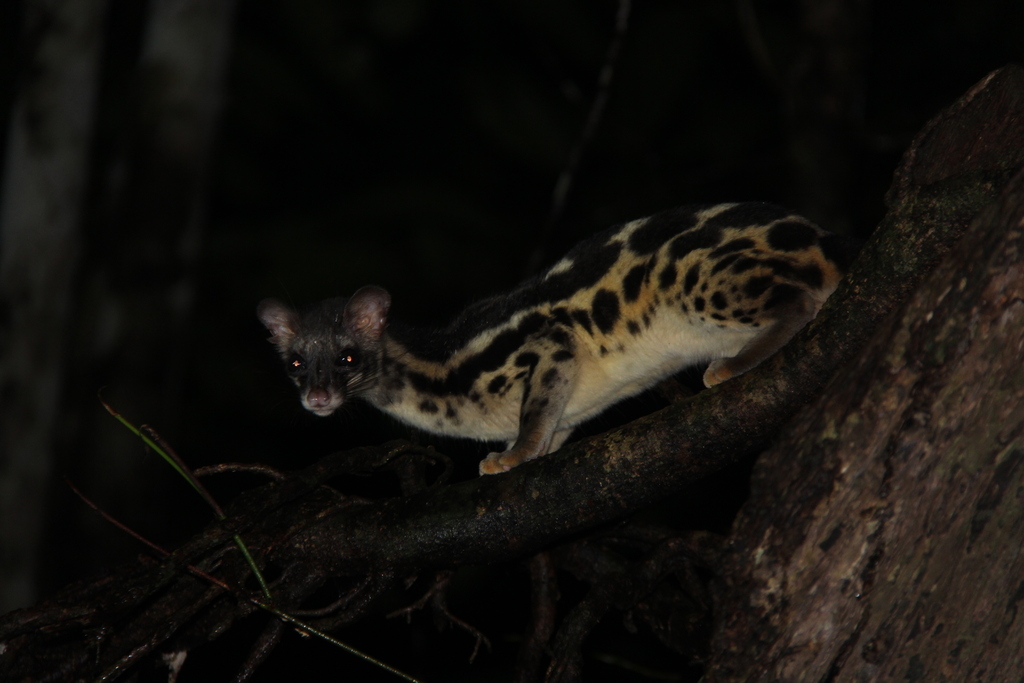 Banded Linsang from Kinabatangan, Sabah, Malaysia on September 8, 2013 ...
