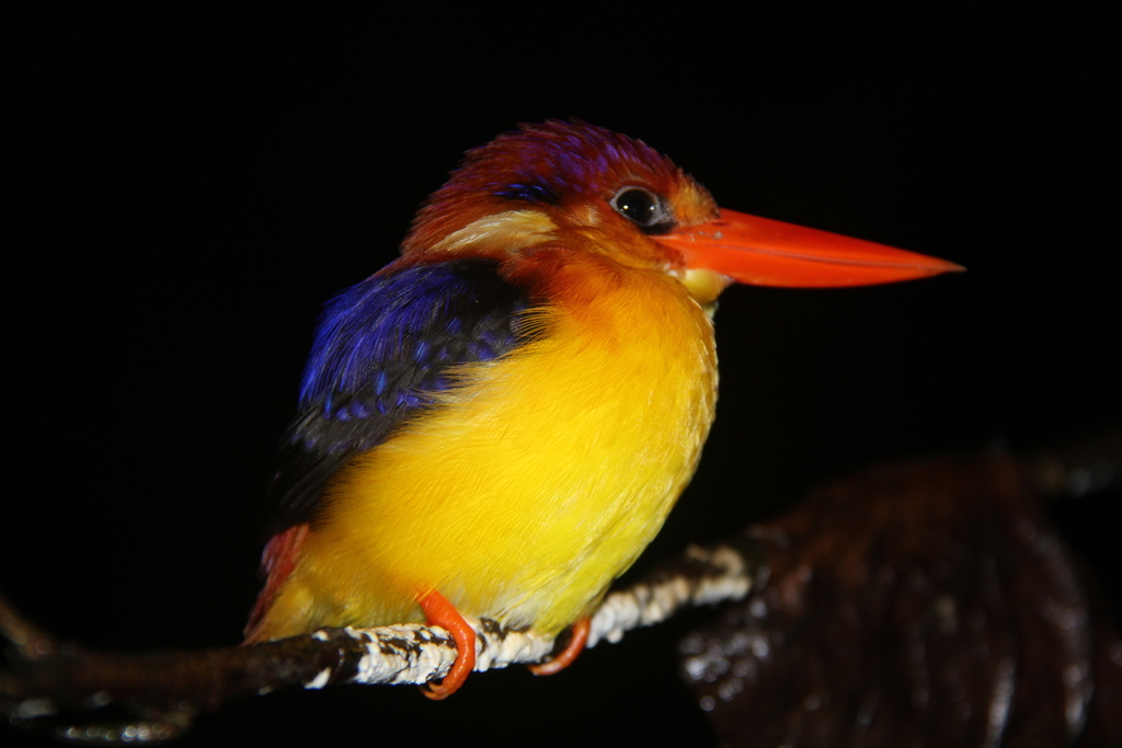 Rufous-backed Dwarf Kingfisher from Kinabatangan, Sabah, Malaysia on ...