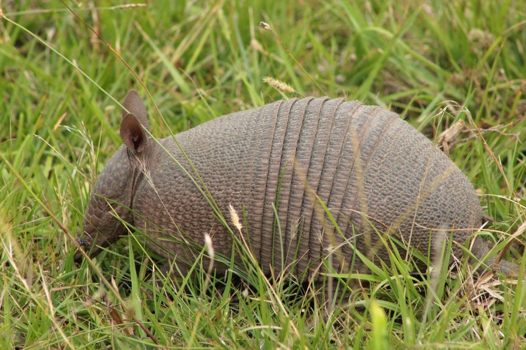 Southern Seven-banded Armadillo in February 2019 by Leo Lagos · iNaturalist