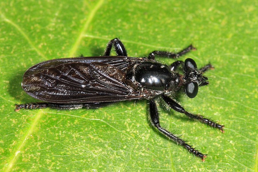Eastern Black Chiselmouth from Myles Standish State Forest, Plymouth ...