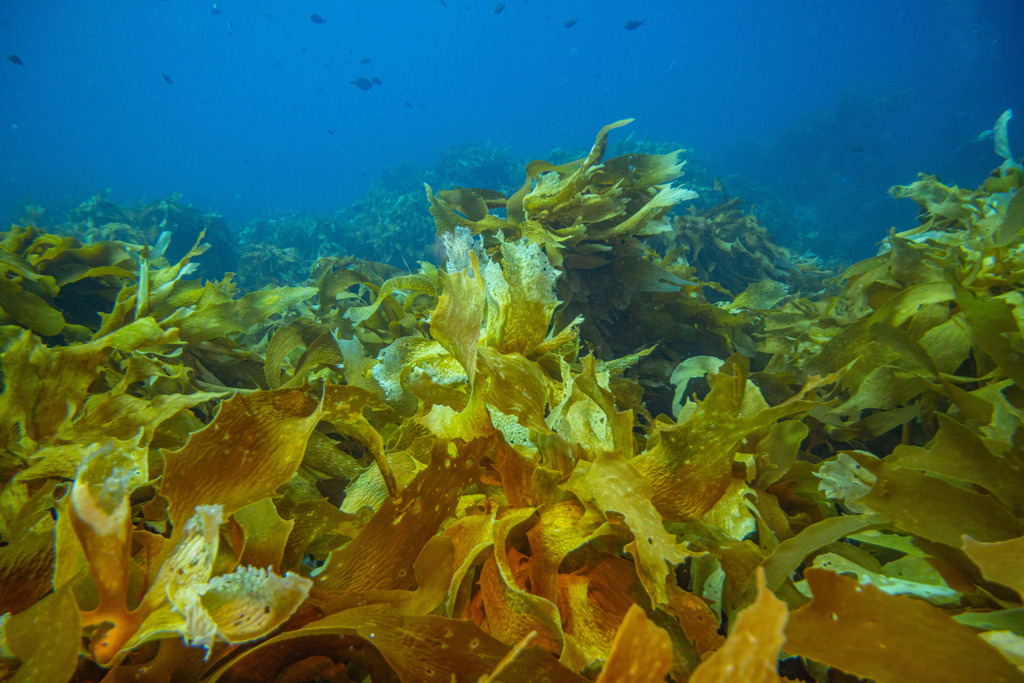 Common Kelp from Waikato, New Zealand on February 22, 2025 at 04:07 PM ...