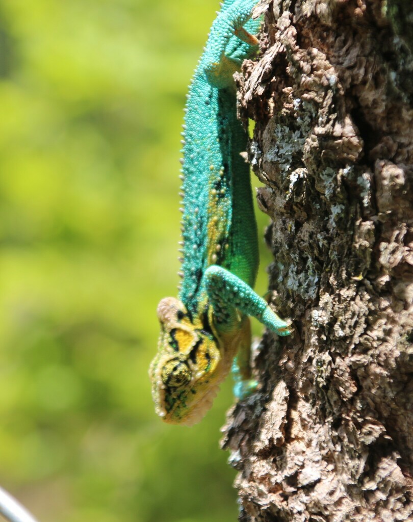 Natal Midland Dwarf Chamaeleon in February 2025 by Erwin Sieben ...