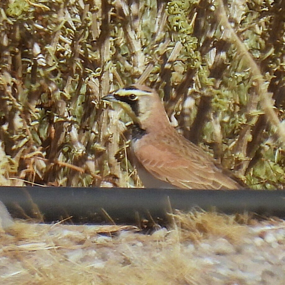 Horned Lark from Clark County, NV, USA on February 24, 2025 at 09:13 AM ...