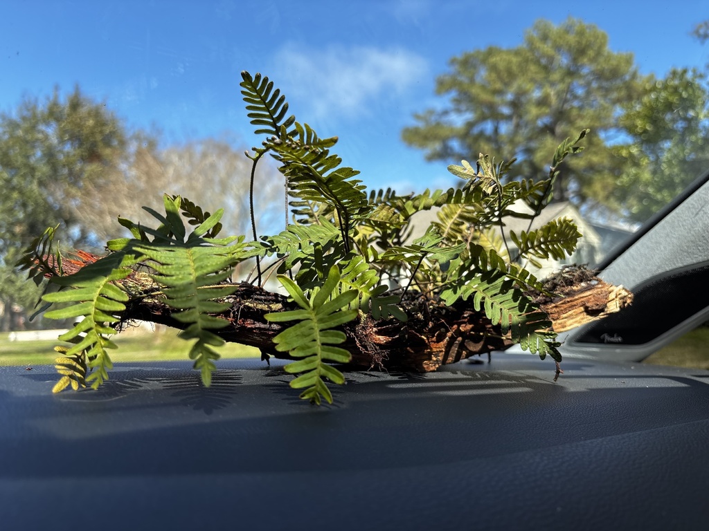 resurrection fern from St Rose Ave, Baton Rouge, LA, US on February 24 ...