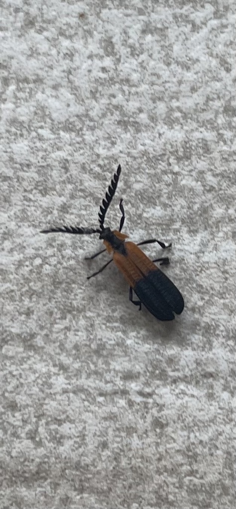 End Band Net-winged Beetle from Isla Cozumel, Cozumel, Q. Roo., MX on ...