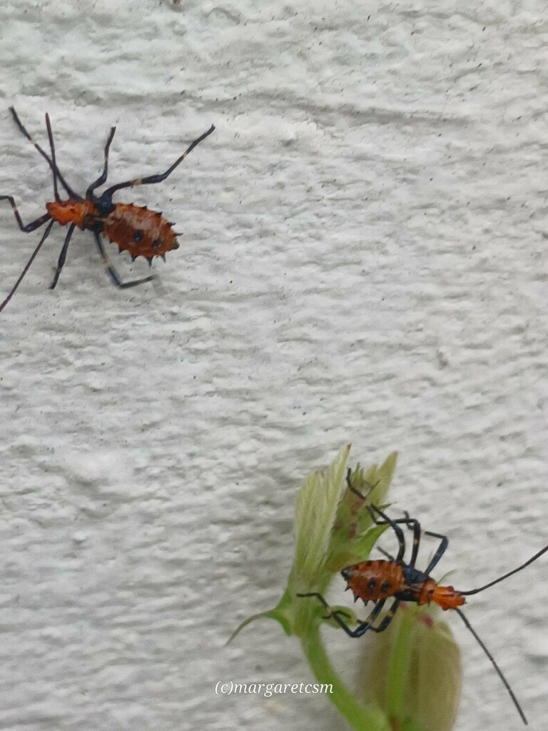 True Bugs from St Joseph, Trinidad and Tobago on February 16, 2025 at ...