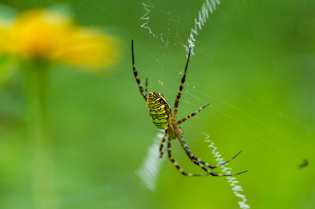Signature Spider from Asola-Bhatti Wildlife Sanctuary, New Delhi ...