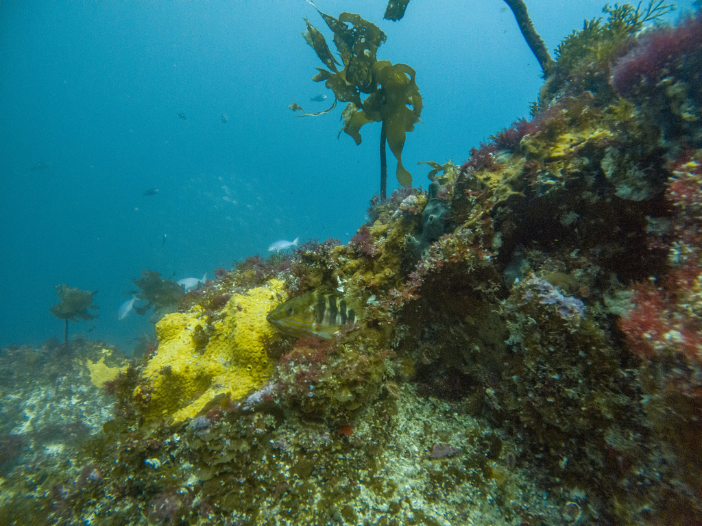 Redbanded Perch from Waikato, New Zealand on February 23, 2025 at 12:15 ...