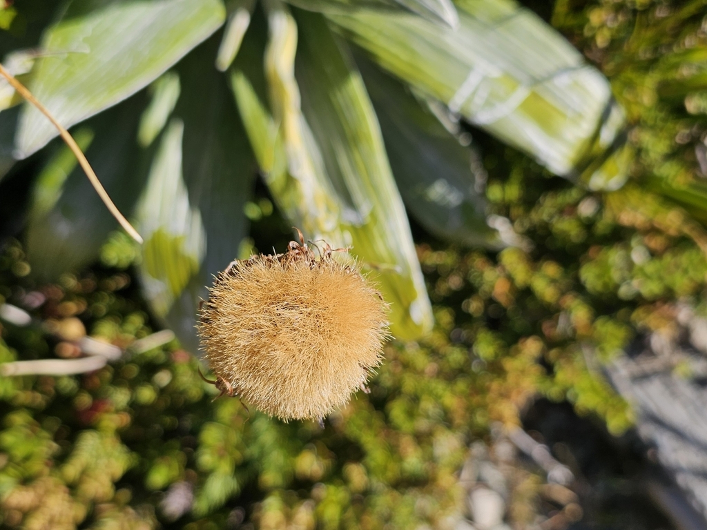 Large Mountain Daisy from Aoraki Mount Cook National Park, Mount Cook ...