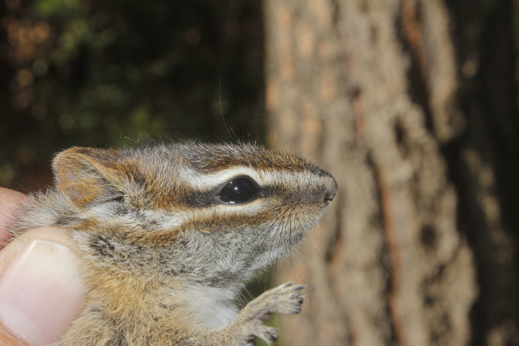 Sierra del Carmen Chipmunk (Neotamias solivagus) - Know Your Mammals