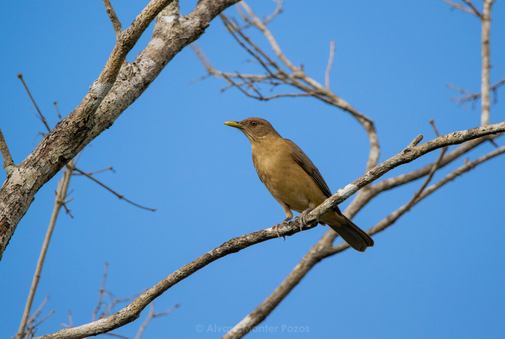 Clay-colored Thrush from Hopelchén, Camp., México on February 14, 2025 ...