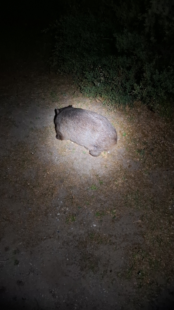 Mainland Wombat from Tidal River VIC, Australia on February 23, 2025 at 10:27 PM by ...