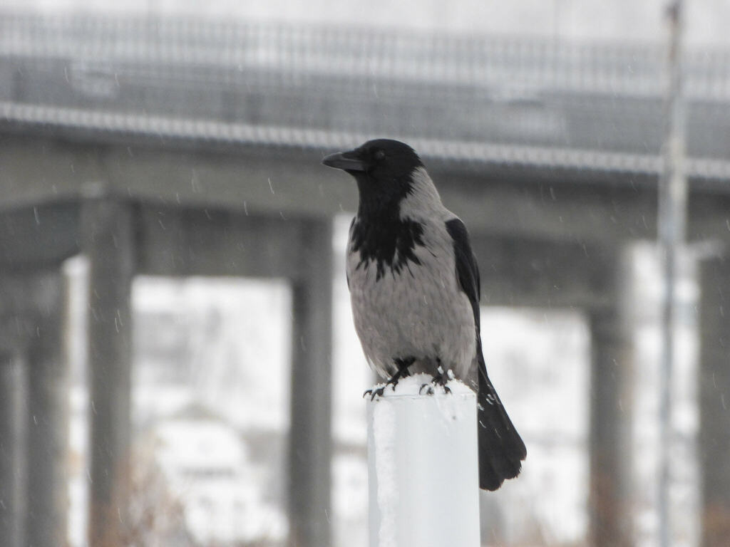Hooded Crow from Tomasjord, Tromsø, Norway on February 12, 2022 at 10: ...