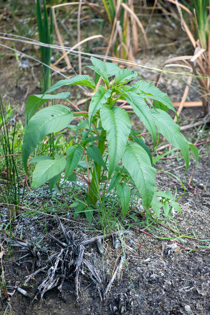 Southern Amaranth from Collier County, FL, USA on February 23, 2025 at ...