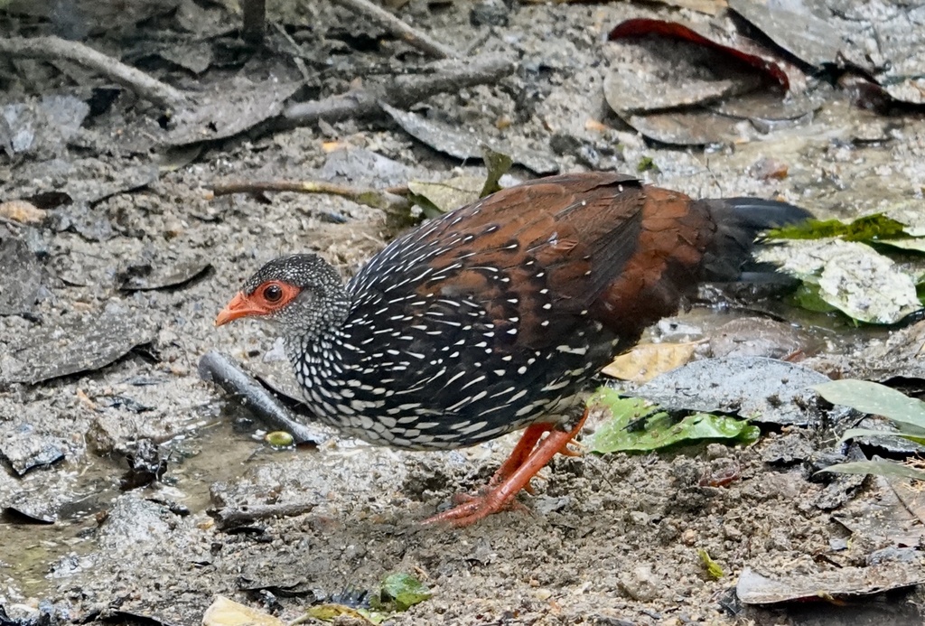 Sri Lanka Spurfowl from Sinharaja Forest Reserve, Sabaragamuwa, LK on ...