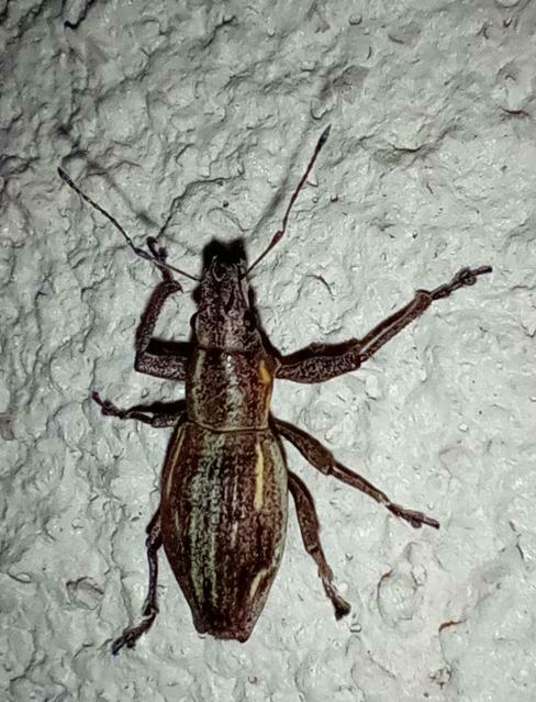 South American Fruit Tree Weevil from Bío Bío Province, Bio Bio, Chile ...