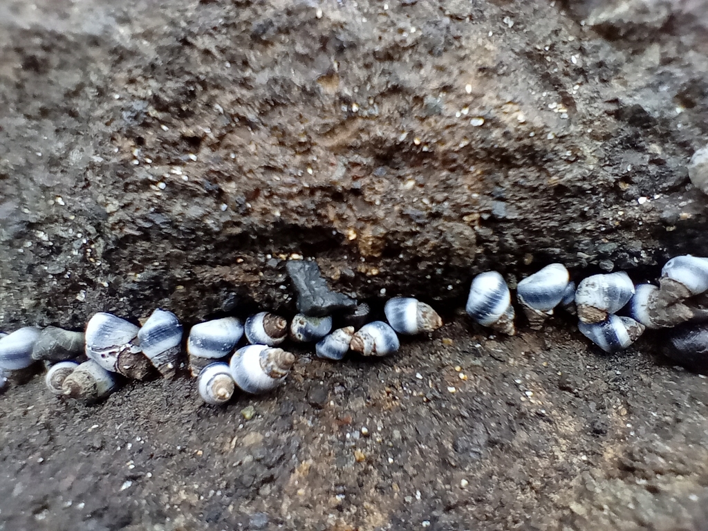 New Zealand Blue-banded Periwinkle from Southland, New Zealand on ...