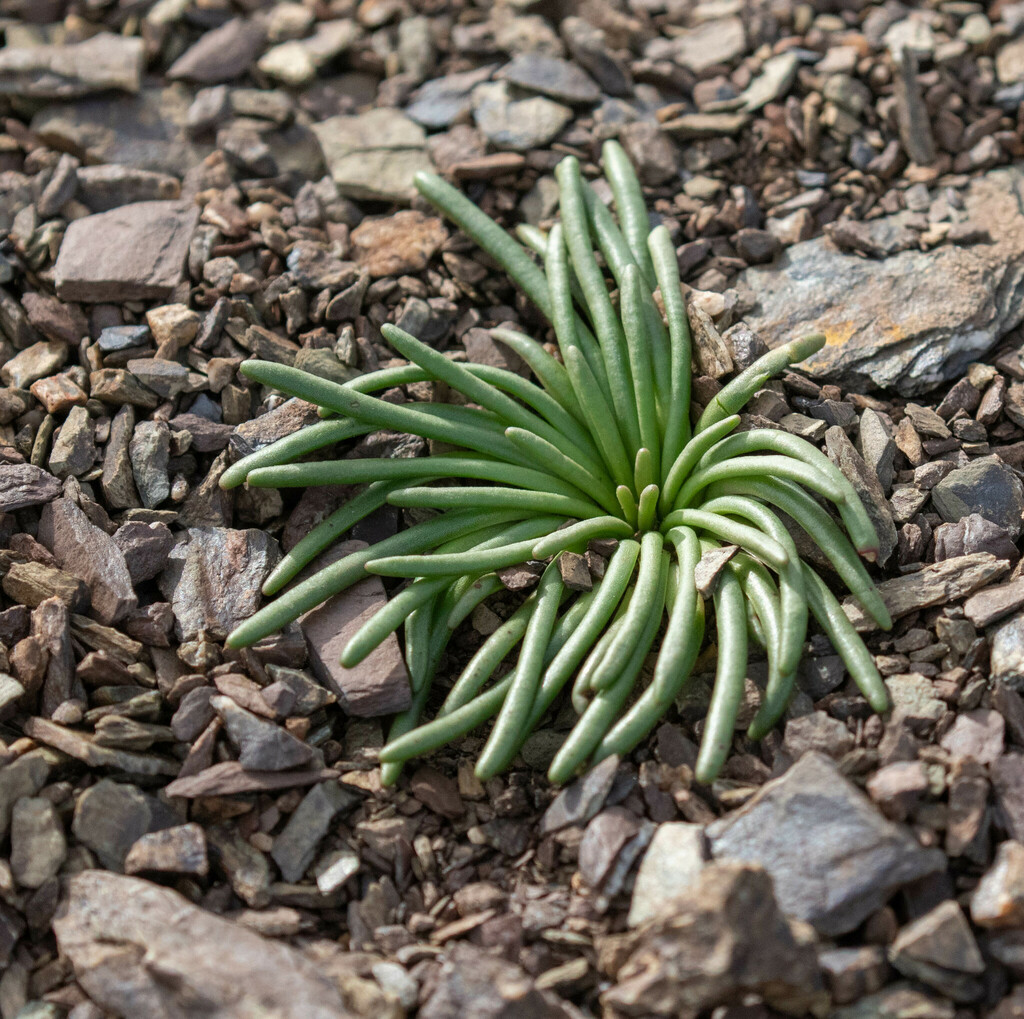 Bitterroot from Mary Bowerman Trail, Mount Diablo SP, Contra Costa ...
